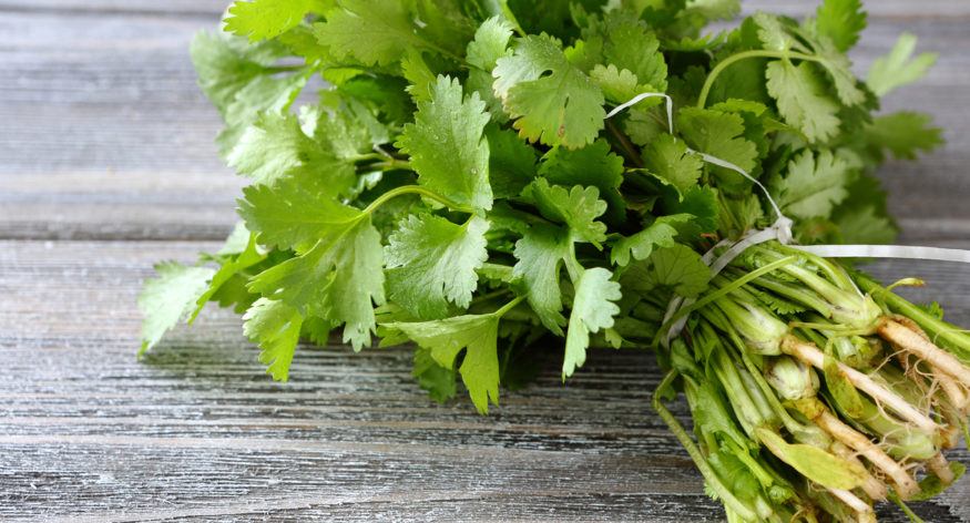 Que es el cilantro - Para que sirve el Cilantro - Uso en diferentes ...