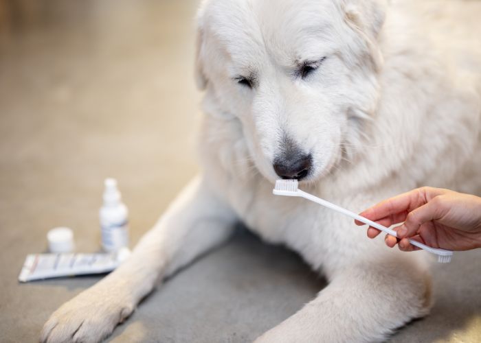 Cómo quitar el sarro y el mal aliento a mi perro ¡Todo natural!