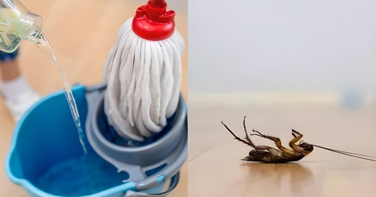 How to make a homemade mixture to keep cockroaches away