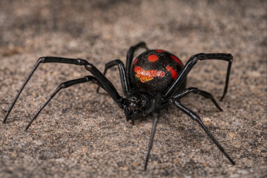 Araña viuda negra: Todo lo que necesitas saber sobre este insecto.